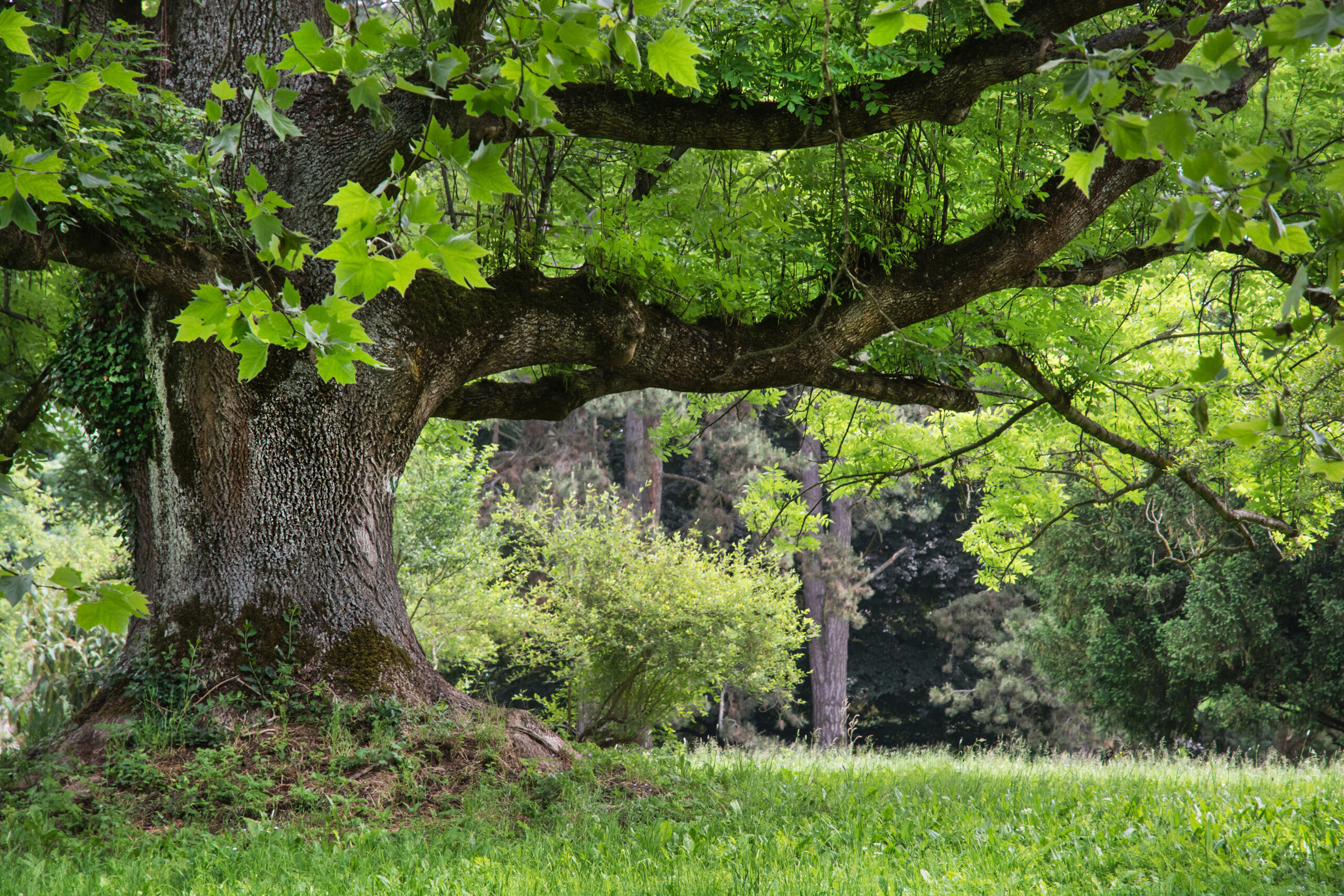 How Maple Came To Be - Lakelyn Alder